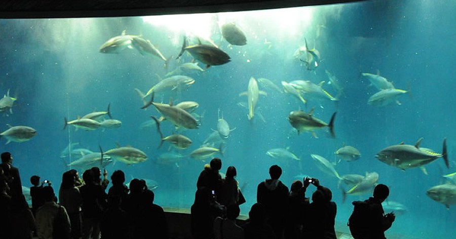 Tokyo Zoos & Marine Park: See Selected Days with Free Admission ...
