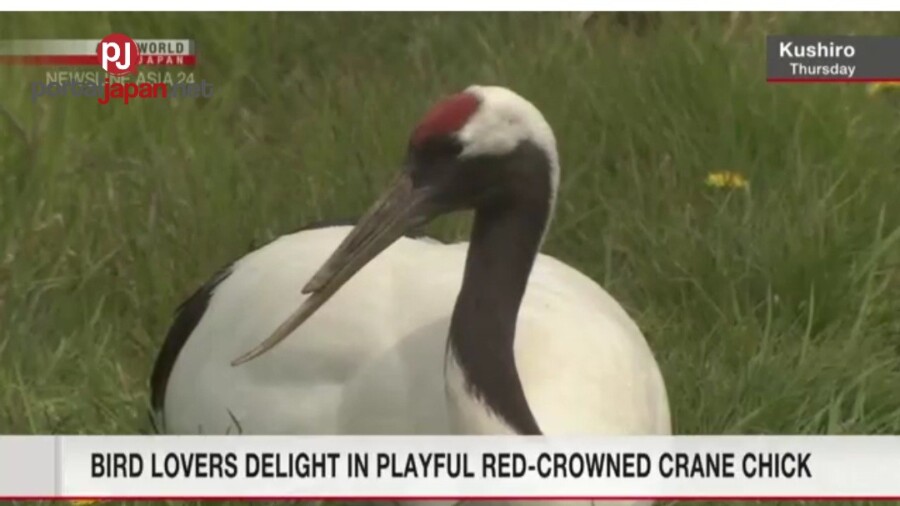 Isang sisiw ng Red-Crowned Crane ay inaalagaan sa isang Japanese ...