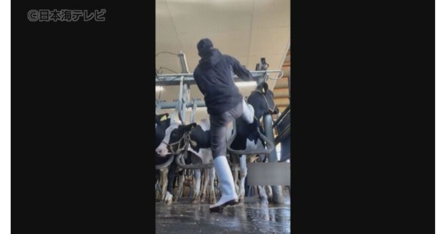 Pinoy worker kinasuhan dahil sa pang aabuso ng mga baka sa farm sa ...