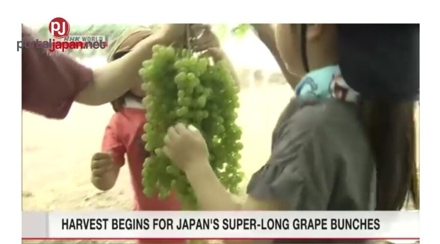 Ang mga pamilya sa Japan ay nasisiyahan sa pagpitas ng pinakamahabang ...