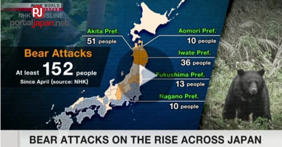Bilang ng mga kaso ng bear attack dumarami sa buong Japan - Portal Japan
