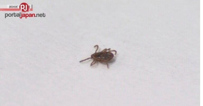 Mas dumadami ang tick-borne infection o impeksyon galing sa kagat ng ...